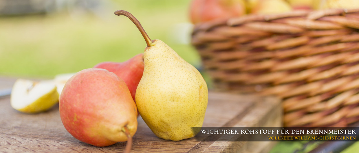 Williams-Birne: Von der Frucht zum Feinbrand (Teil 2)